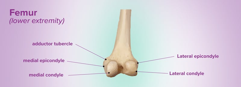 Femoral Condyles and Epicondyles - Bio Lexicon